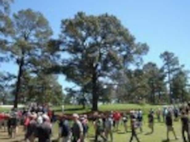 How the loss of Augusta National's Eisenhower Tree could be a good ...