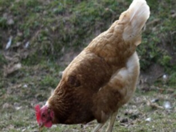 The chickens#!* hits the fan in golf course dispute | Golf News and ...