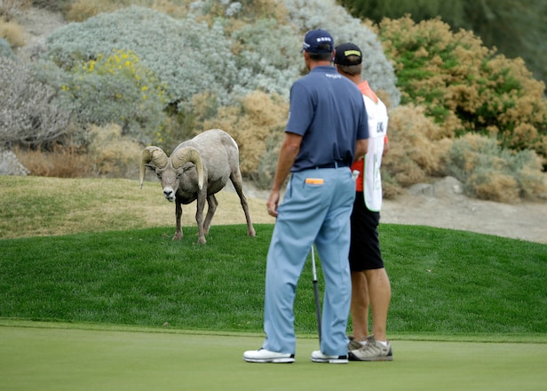 Arnold Palmer Course at PGA West might soon see end of bighorn sheep g ...