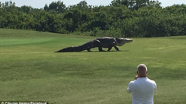 Monster gator takes stroll through Florida golf course | Golf News and ...