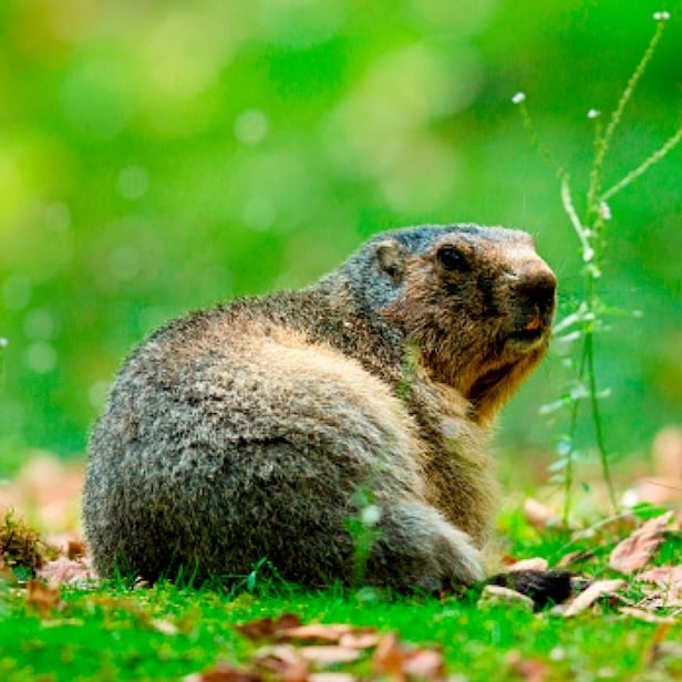 Two cops are under investigation for allegedly killing a groundhog with ...