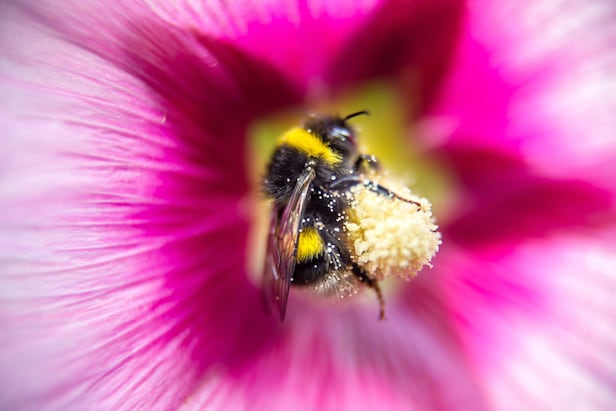 Today in frivolous news: Study shows bees can play golf | Golf News and ...
