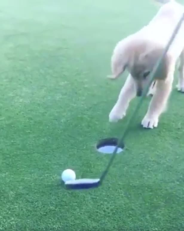 You'll have a hard time not smiling at the dog playing golf video we've ...