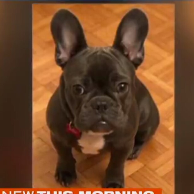 Former NBA player has dog named Kobe detained at Australian airport ...