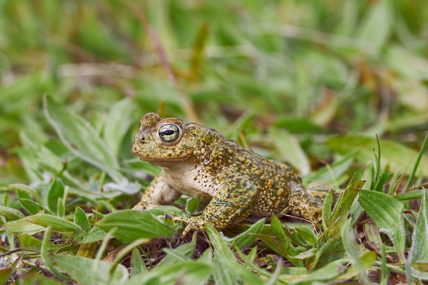 British Open 2023: Play was briefly suspended Saturday because of a ...
