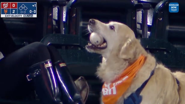 Golden retriever snags Mets home run ball, is a very good boy | Golf ...