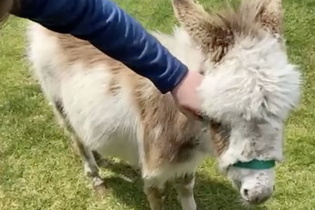 Here's a new one: Rogue donkey interrupts golfers' round, becomes ...
