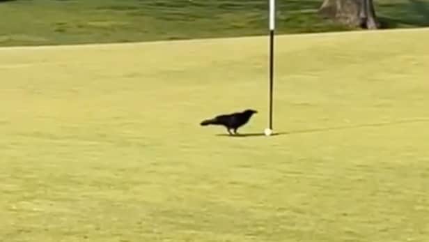 Bird helps golfer break 80 with luckiest eagle ever | Golf News and ...