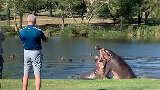 This hippo showdown on a golf course is the best golf fight since Rory ...