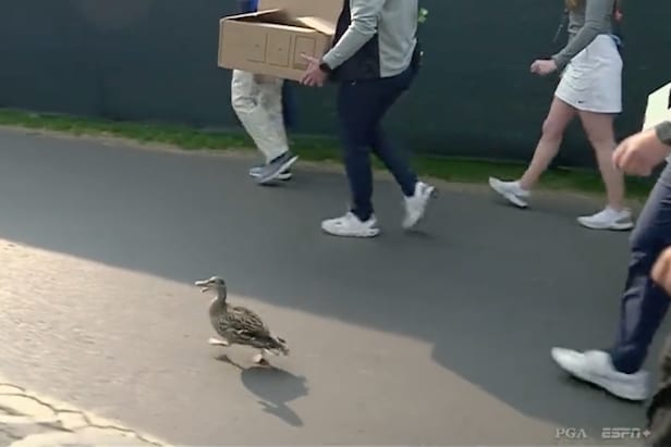 Mother duck and ducklings relocated from Oak Hill practice green ...
