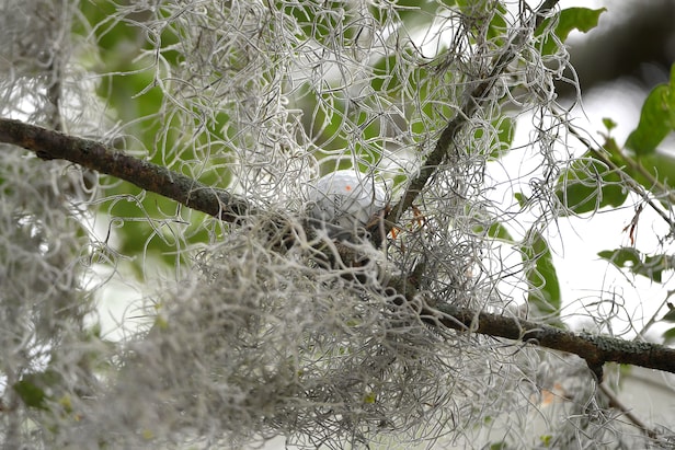 Rules of Golf Review: My ball went into a tree and never came down. Now ...